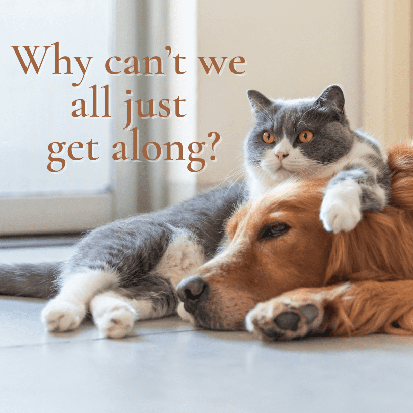 Raising caring humans in an uncaring world - Maggie Dent